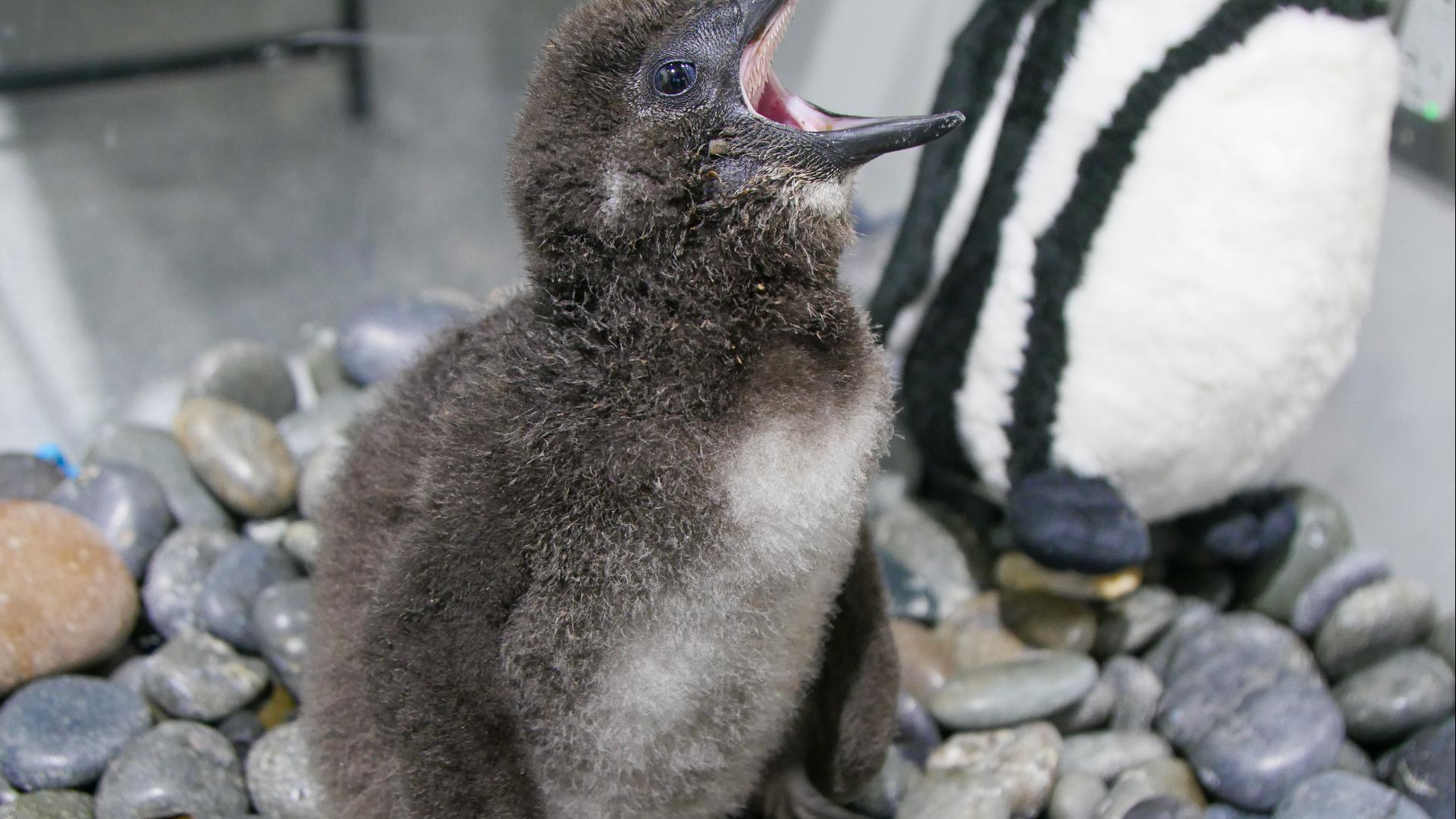 Audubon Aquarium asks for help to name endangered penguin chick | wwltv.com