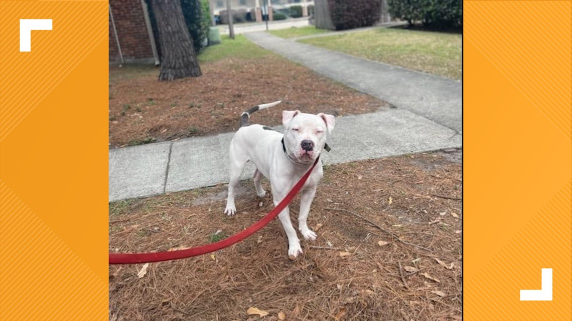 Pit bull terrier reported missing following fatal crash | wwltv.com