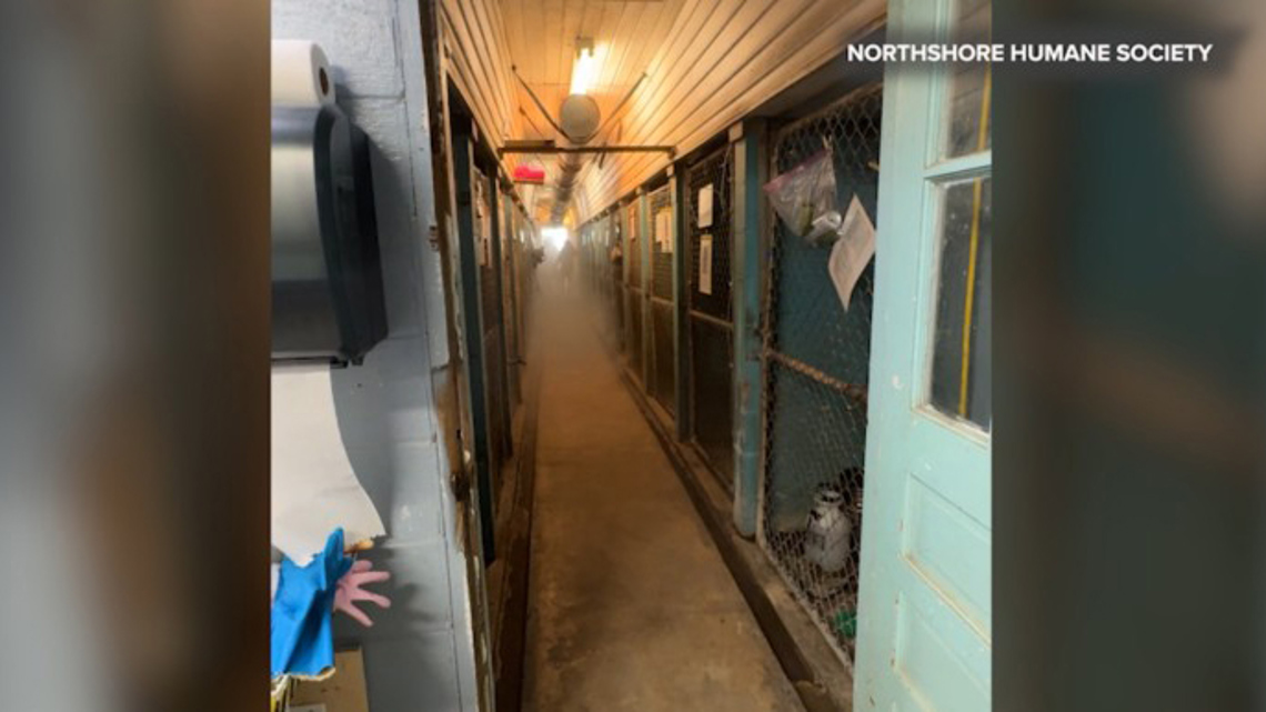 Fosters needed for dogs displaced by fire at Northshore Humane Society ...