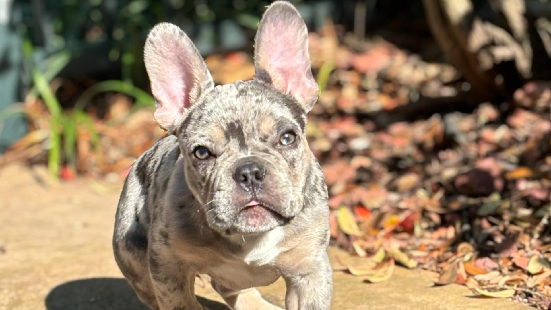 Mississippi man's TikTok goes viral after posting 'last message' to ...