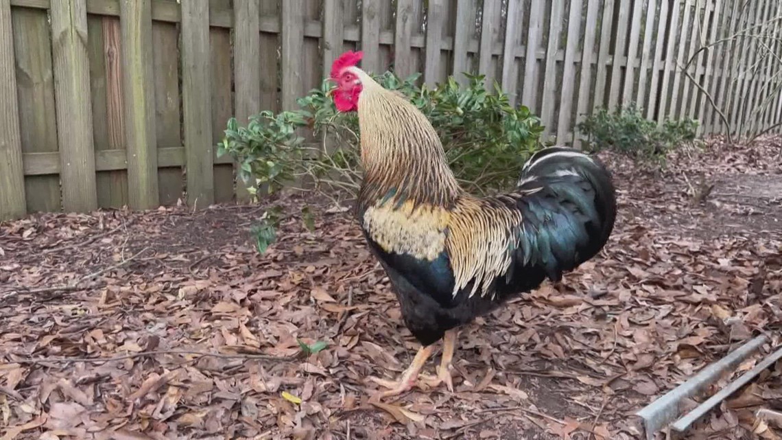 Love that... rooster | Slidell Popeyes has new mascot named Rocco ...
