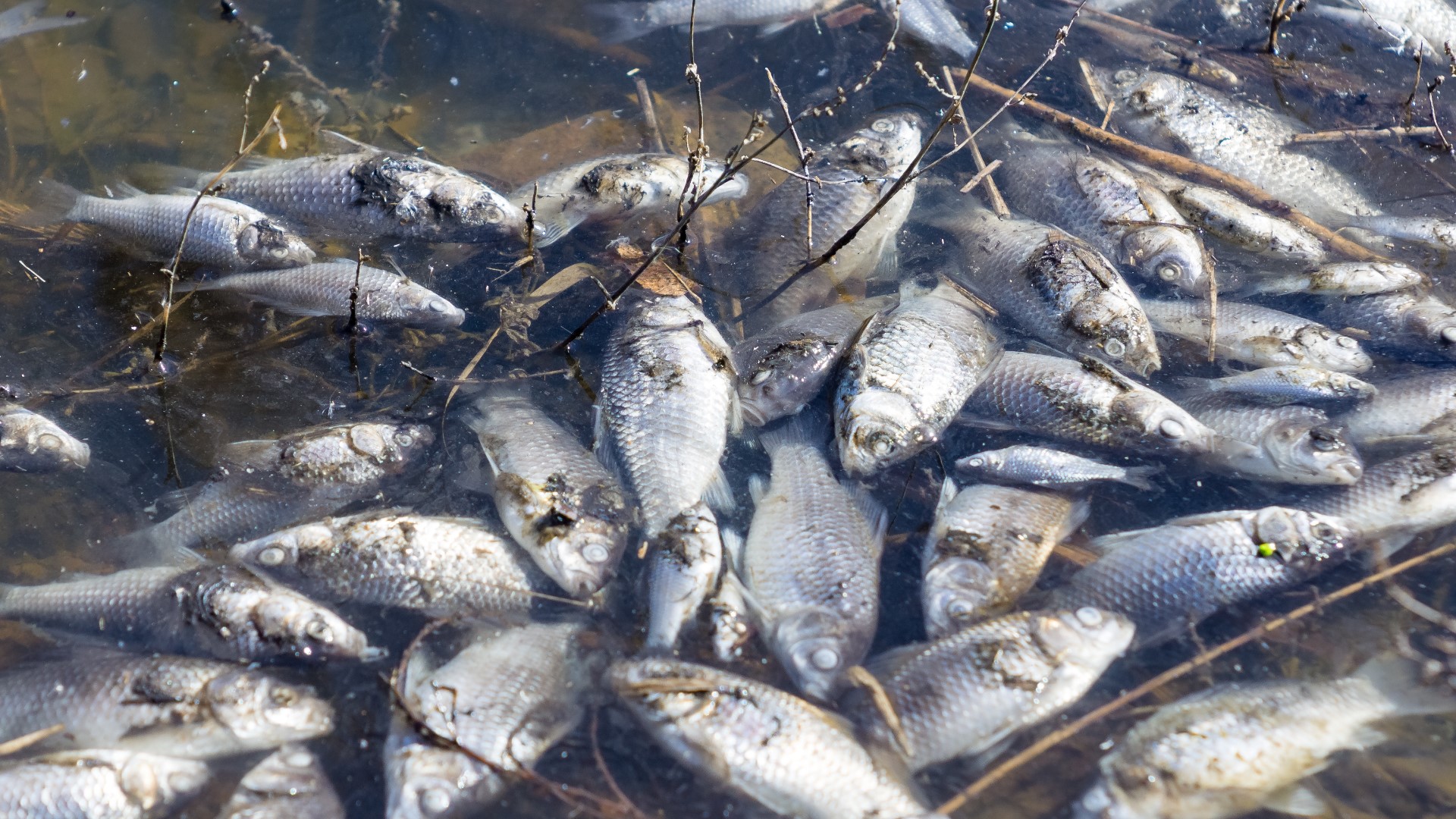 Louisiana sees 'rash' of fish kills due to soaring temperatures | wwltv.com