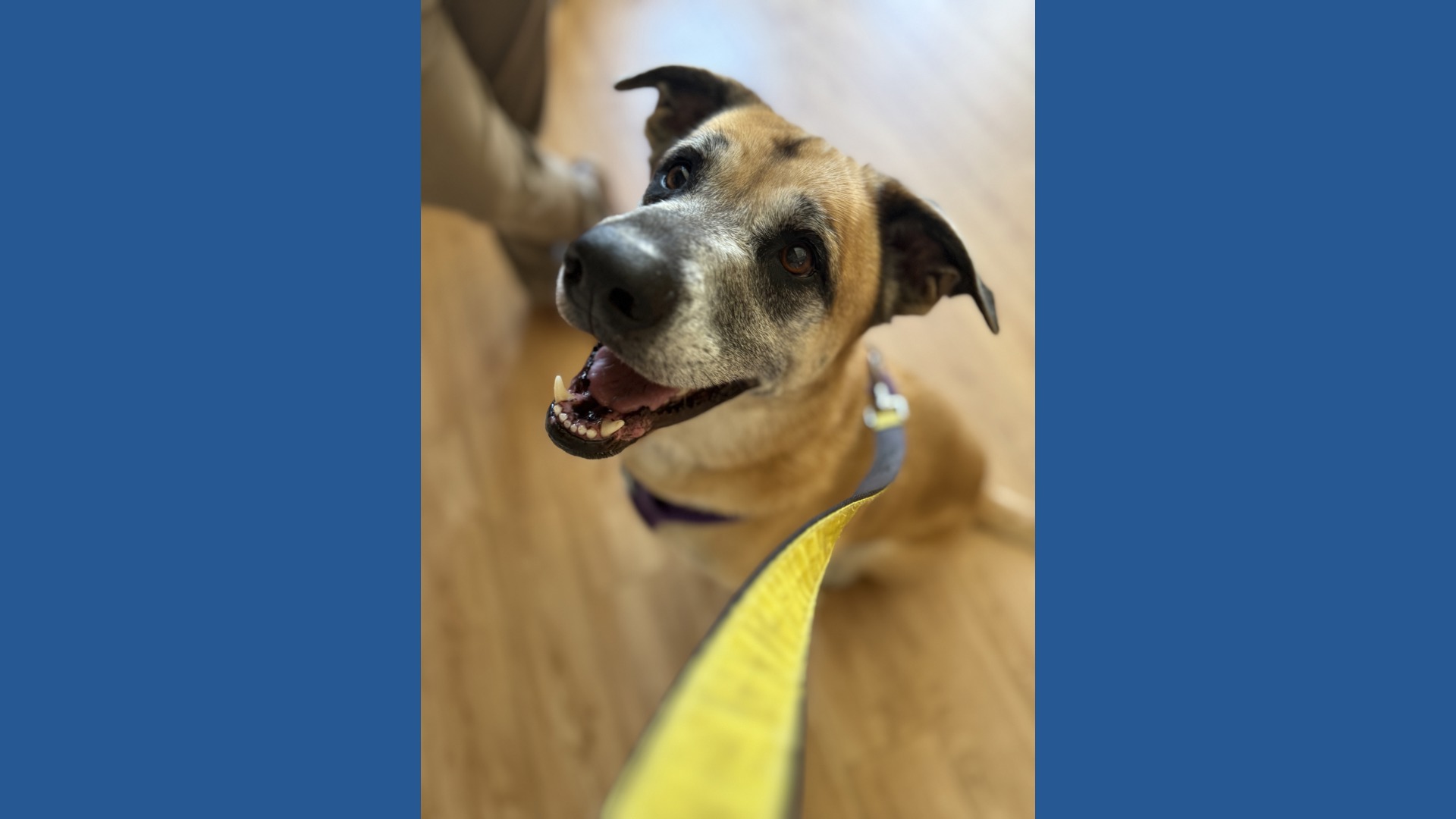 Golden Paws Connects Shelter Dogs With Seniors in Covington | wwltv.com