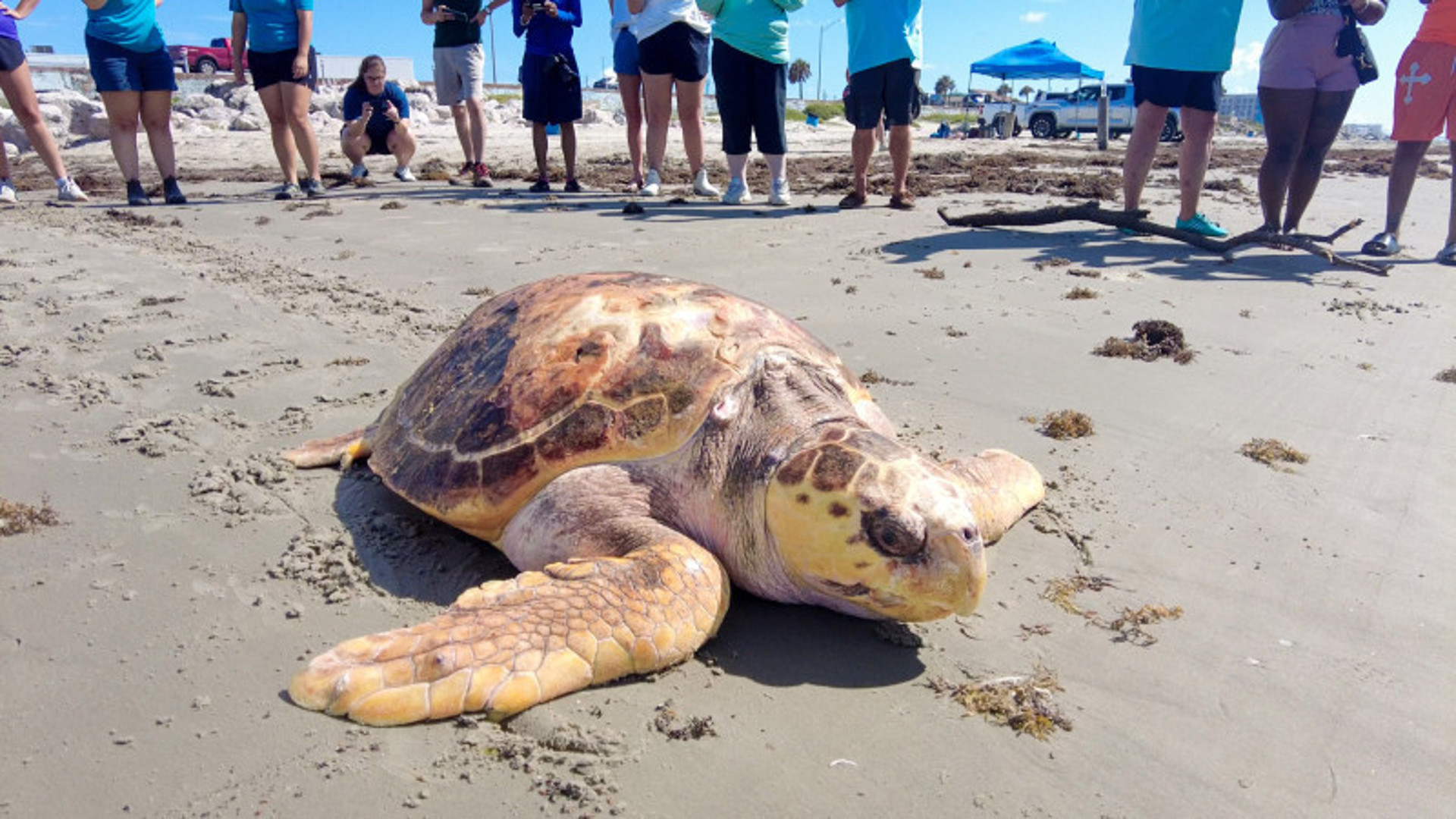 3 sea turtles returned to Gulf after rehab at Audubon Aquarium Rescue ...
