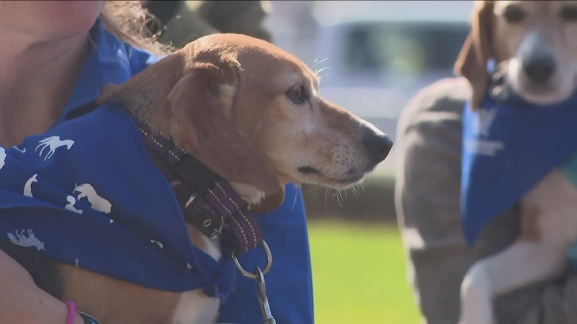 Senator John Kennedy and animal welfare advocates lobby for passage of ...