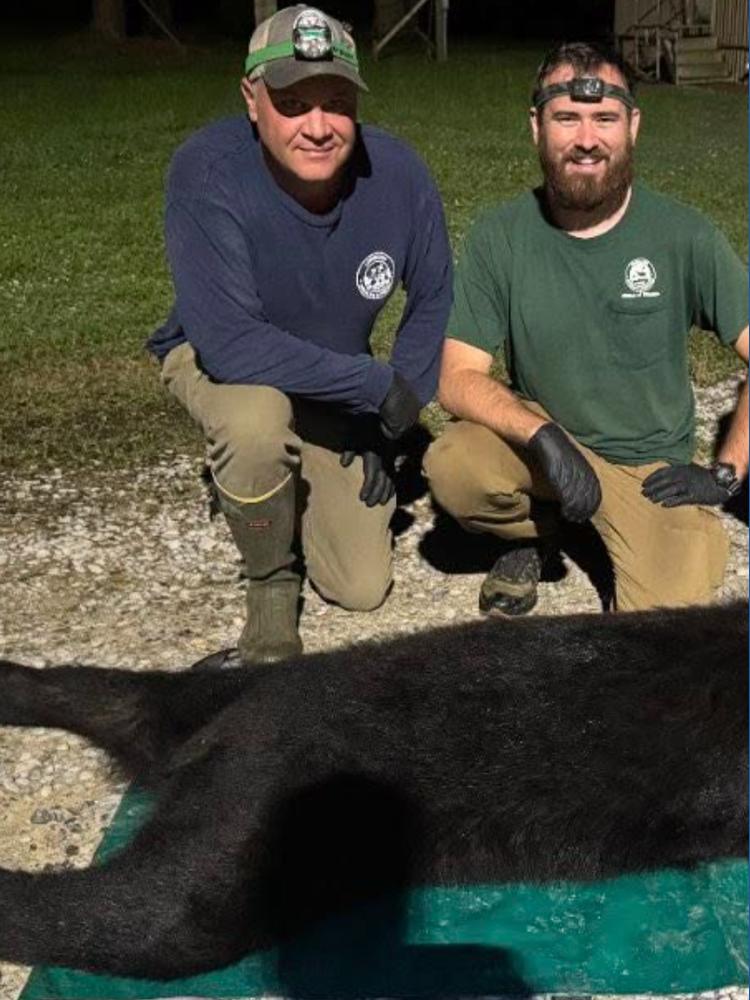 Black bear safely relocated from Baton Rouge church area | wwltv.com