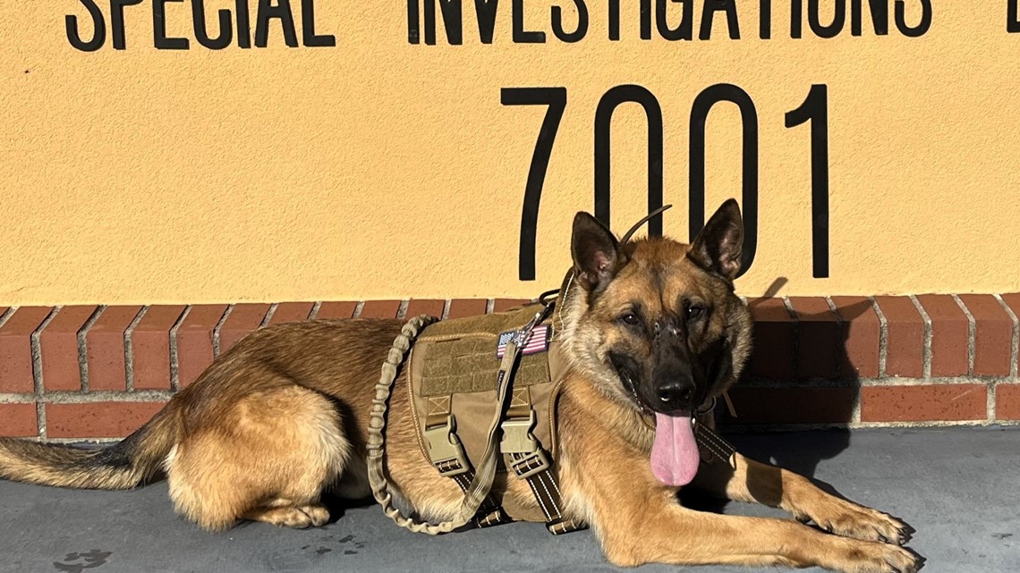 St. Bernard Sheriff welcomes department’s newest deputy | wwltv.com