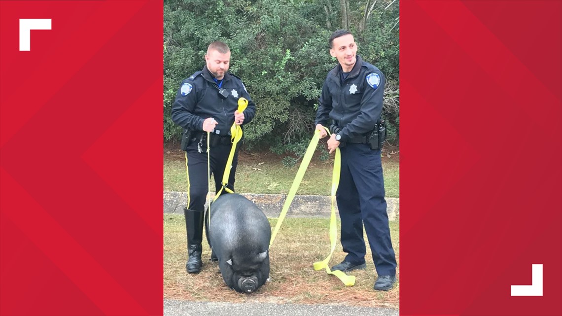 Deputies capture pig playing in traffic on northshore highway Thursday ...