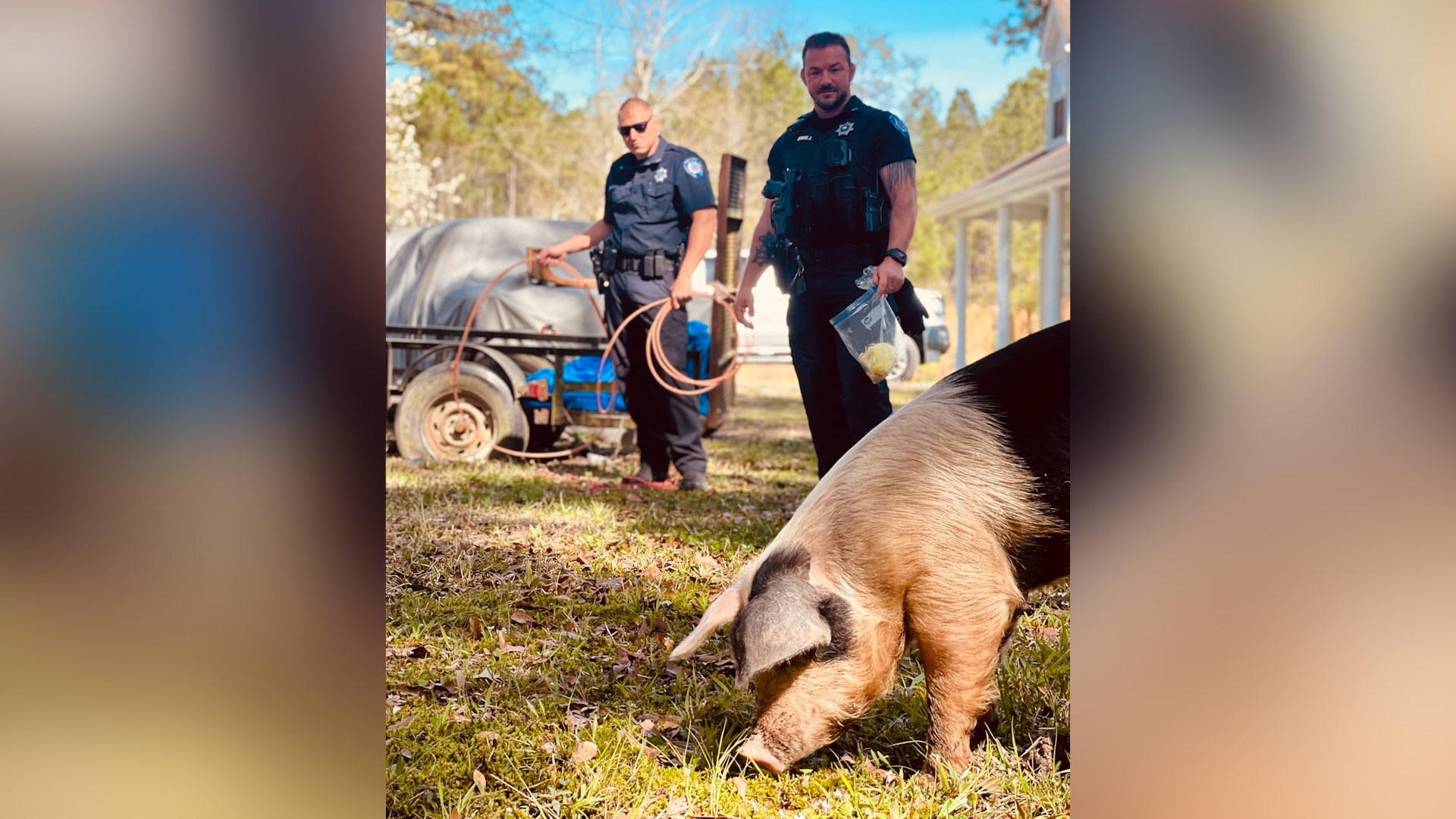 Hog wild: Pig-wrangling post goes viral on local sheriff's office ...