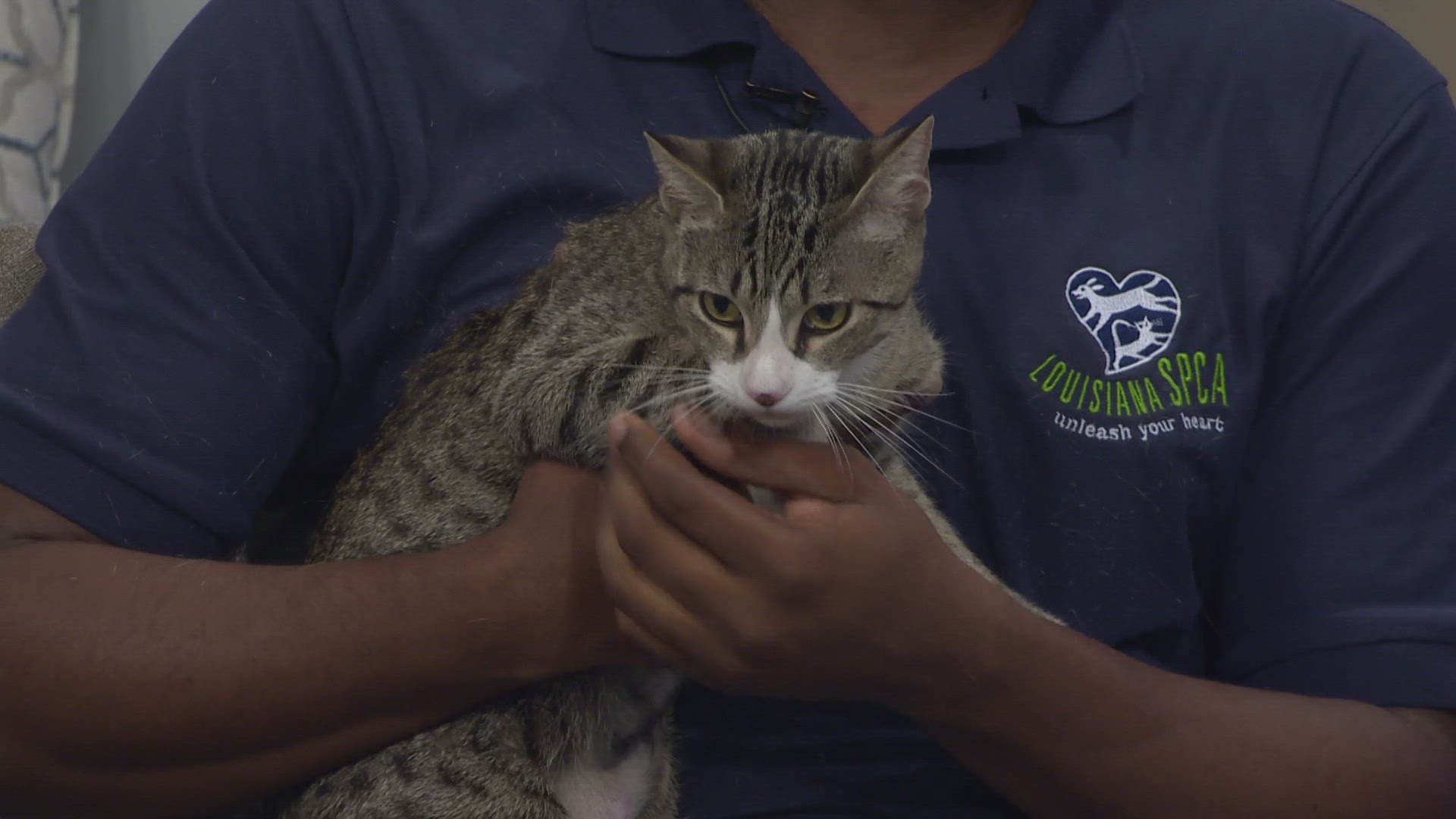 Louisiana SPCA Summer Skincare Tips for Pets | wwltv.com