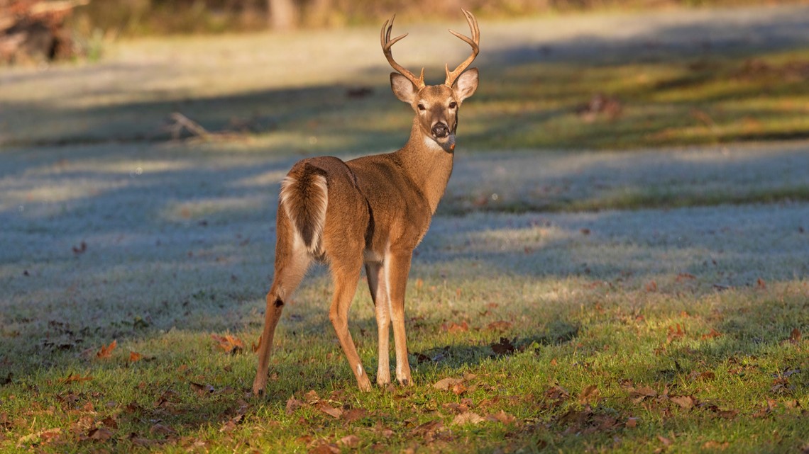 Fatal Hunting Accident in Tangipahoa: Baton Rouge man shot, killed ...