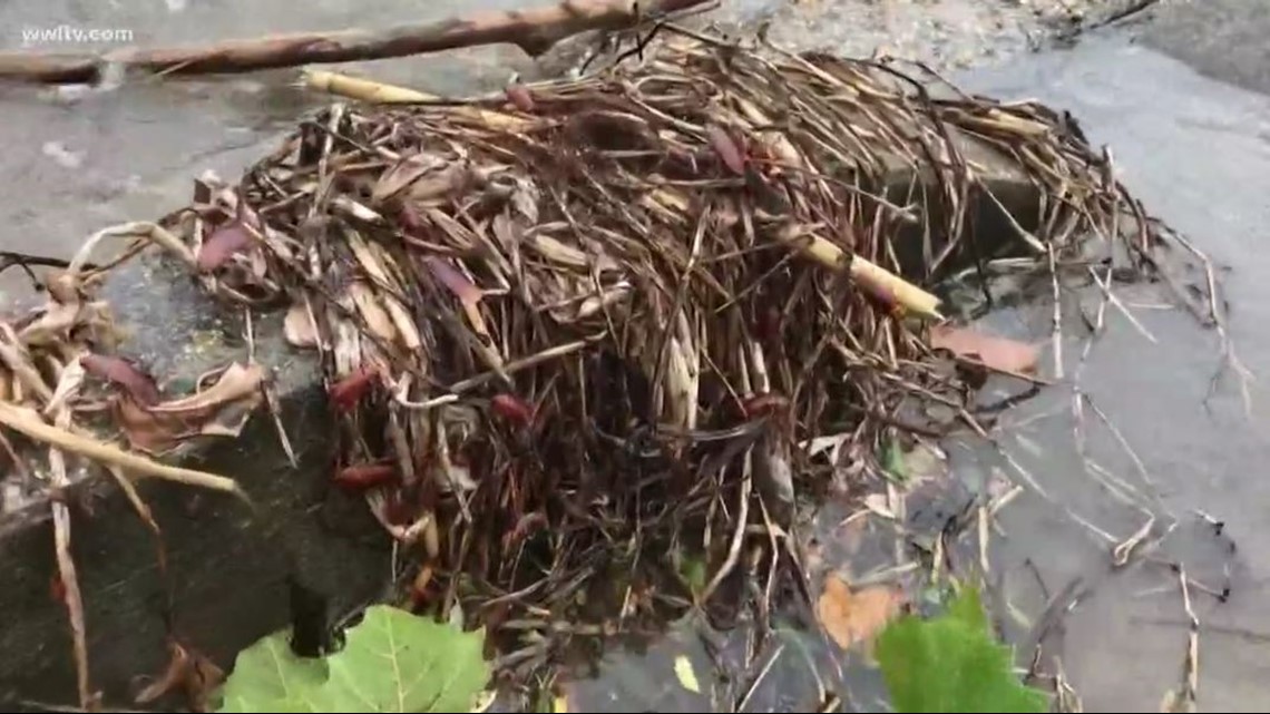 GROSS! Tropical Storm Barry sends roaches, snakes, other critters a ...