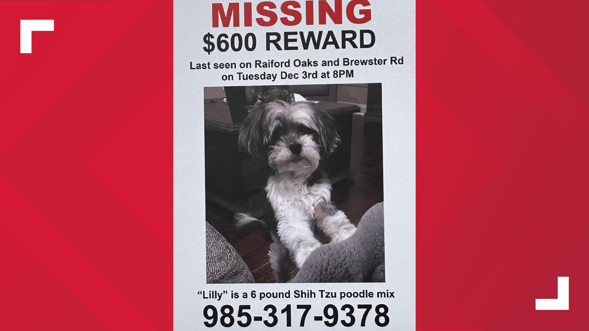 Northshore family looking for missing 13-year-old service dog | wwltv.com