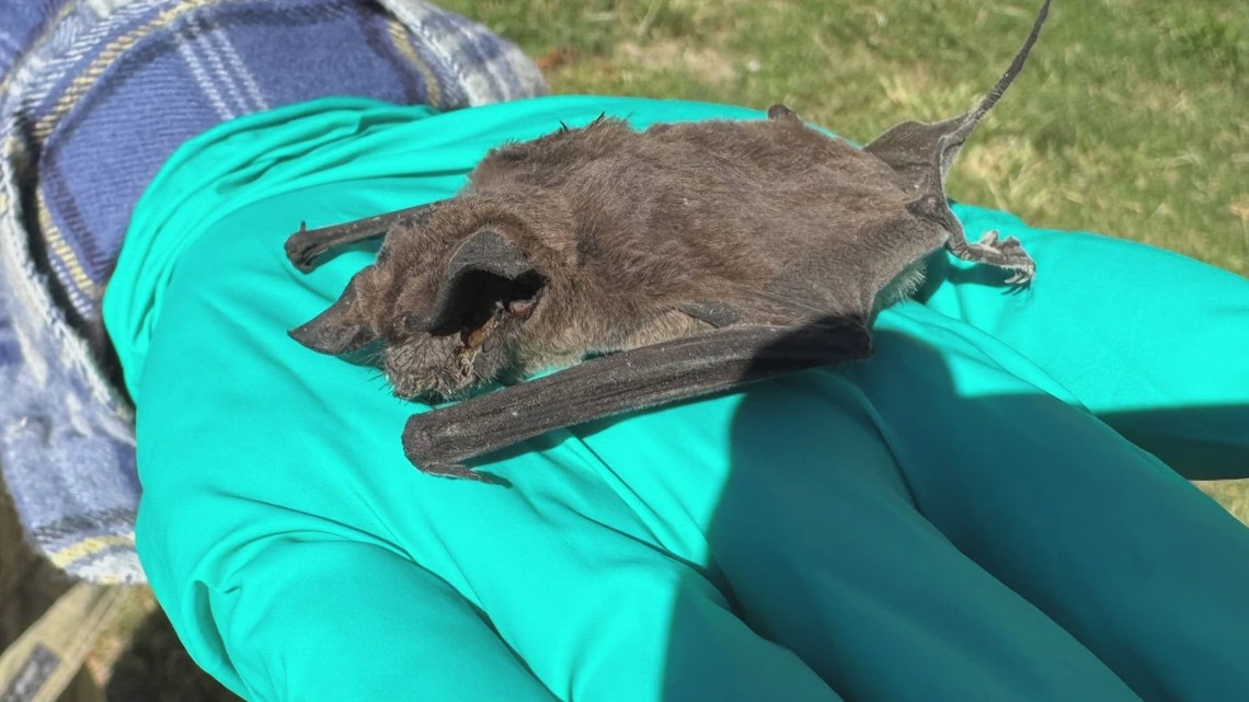 City takes action after disabled man called for help with bat-infested ...