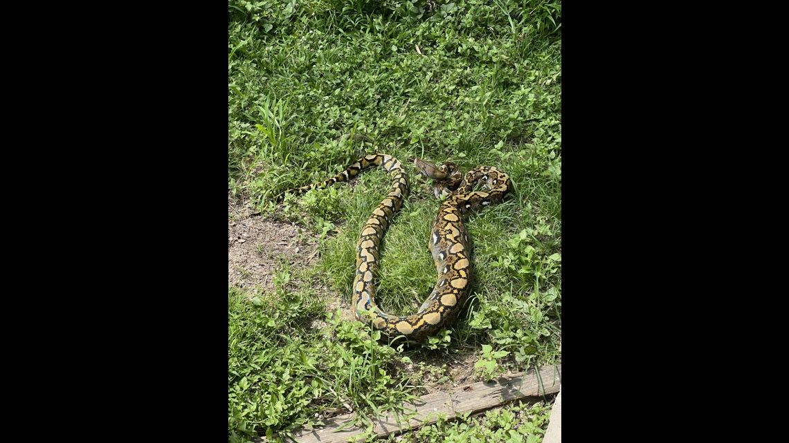 Houma man finds giant python in backyard | wwltv.com
