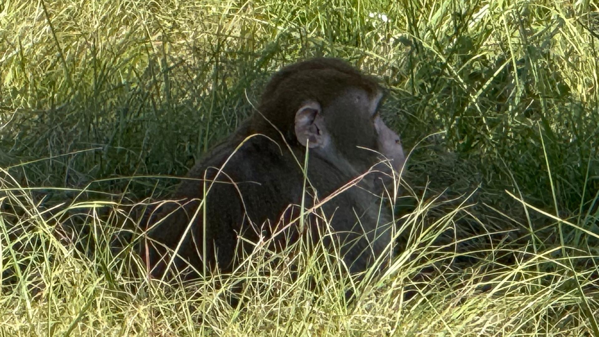 Final escaped monkey captured in Mississippi after weeklong search ...