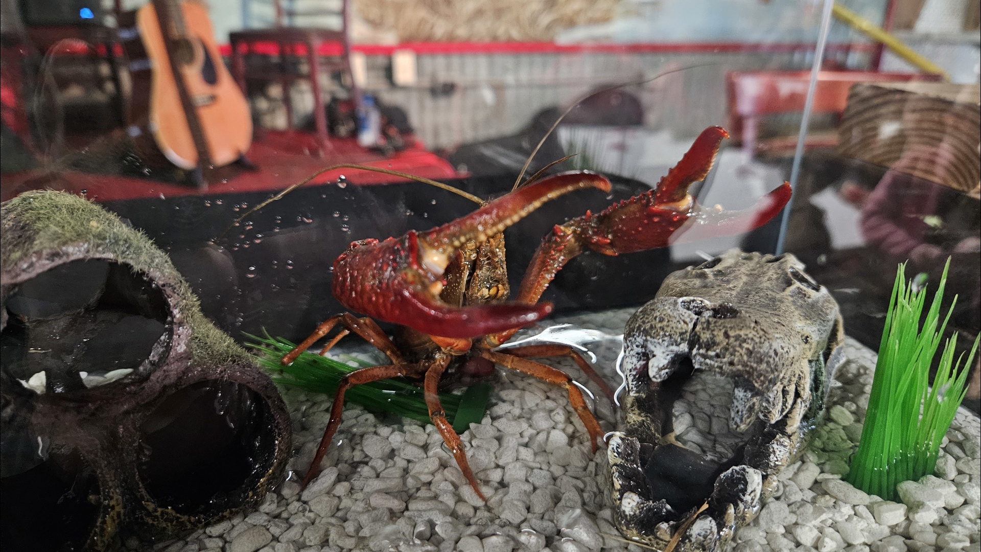 Huval the Crawfish pardoned at Louisiana’s annual Crawfish Festival in ...