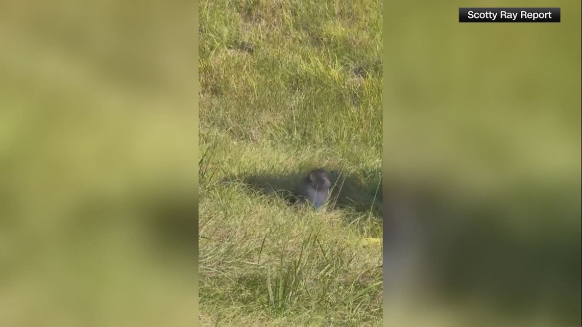 3 monkeys on the loose after truck crash in Mississippi | wwltv.com