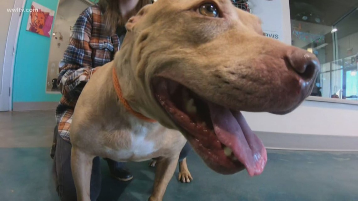 Plaquemines Parish Animal Shelter reopens under LSPCA expansion | wwltv.com