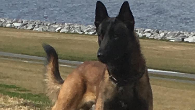 New Information: JPSO K-9 dies during SWAT Operation | wwltv.com