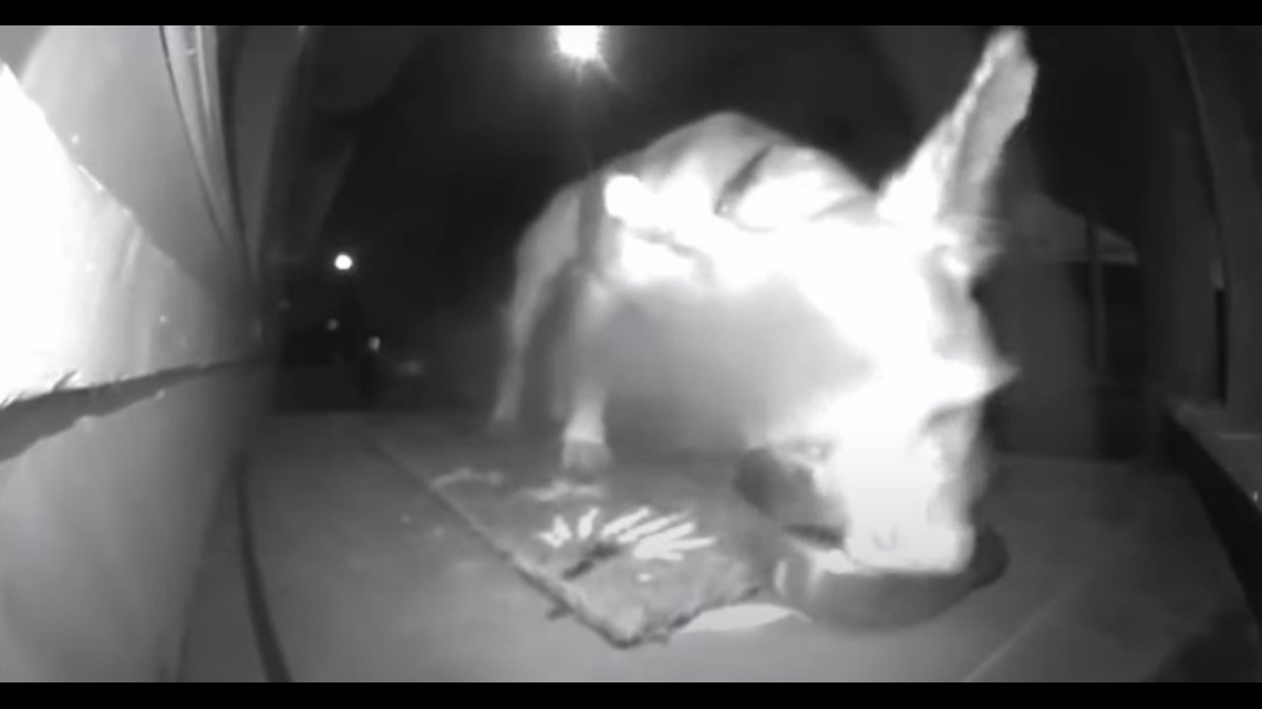 Scrim the Escape Artist Dog Seen in New Orleans After Breakout | wwltv.com