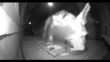 Scrim the Escape Artist Dog Seen in New Orleans After Breakout | wwltv.com