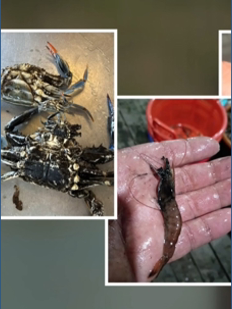 'Hardly nothing': Louisiana shrimpers blame LOOP oil spill for rough ...