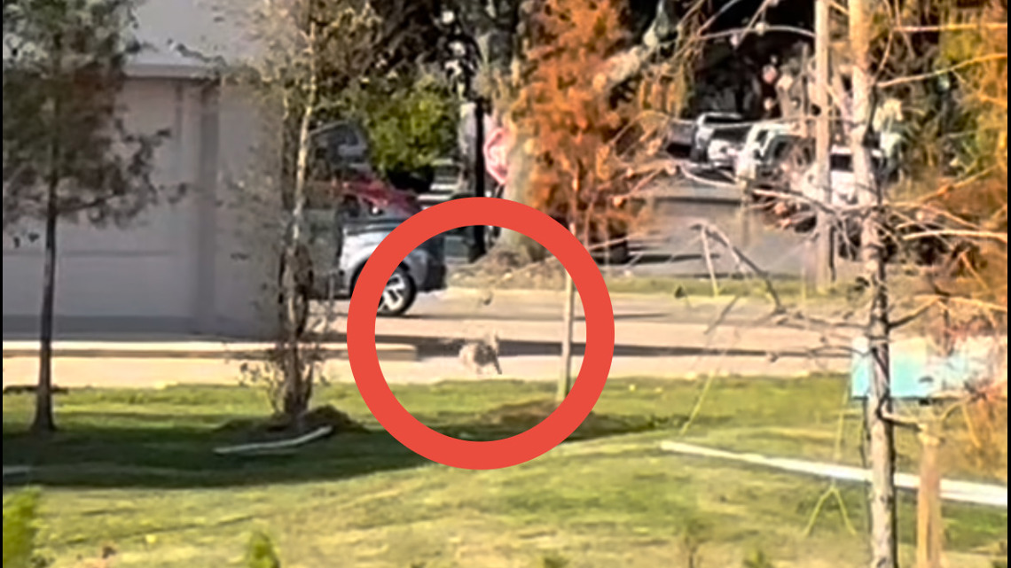 Scrim Spotted in Mid-City After Six Days, Rescue Efforts Underway ...