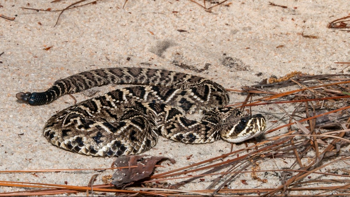 Photo guide to the six venomous snakes of Georgia | wwltv.com