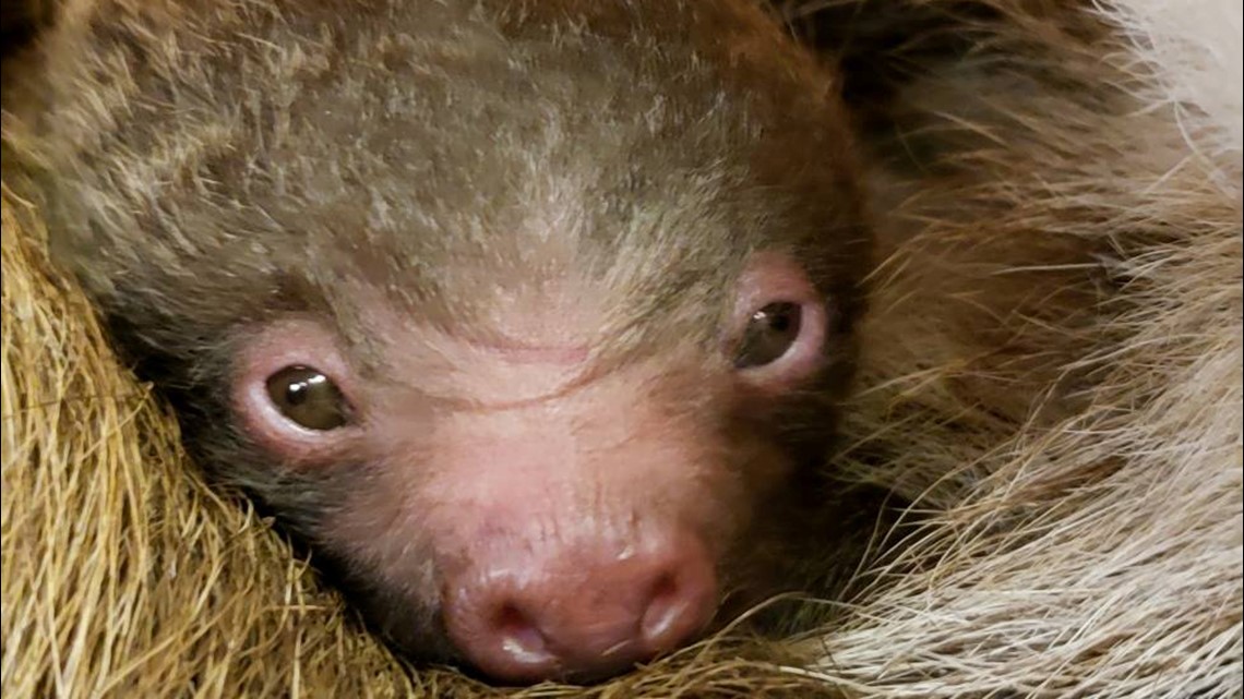 Zoo Atlanta welcomes new baby sloth | wwltv.com