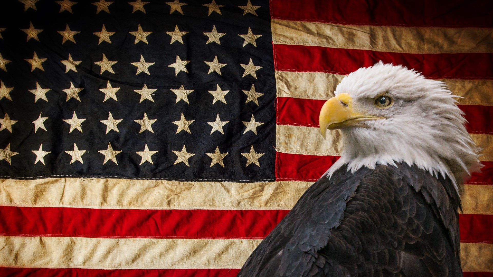Biden signs a bill officially making the bald eagle the national bird ...